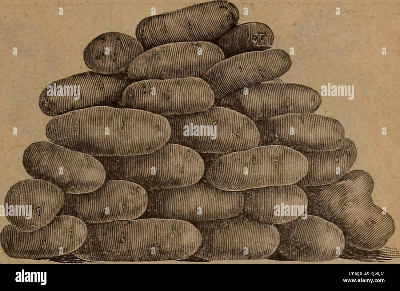 Irish cobbler potato hi-res stock photography and images - Alamy