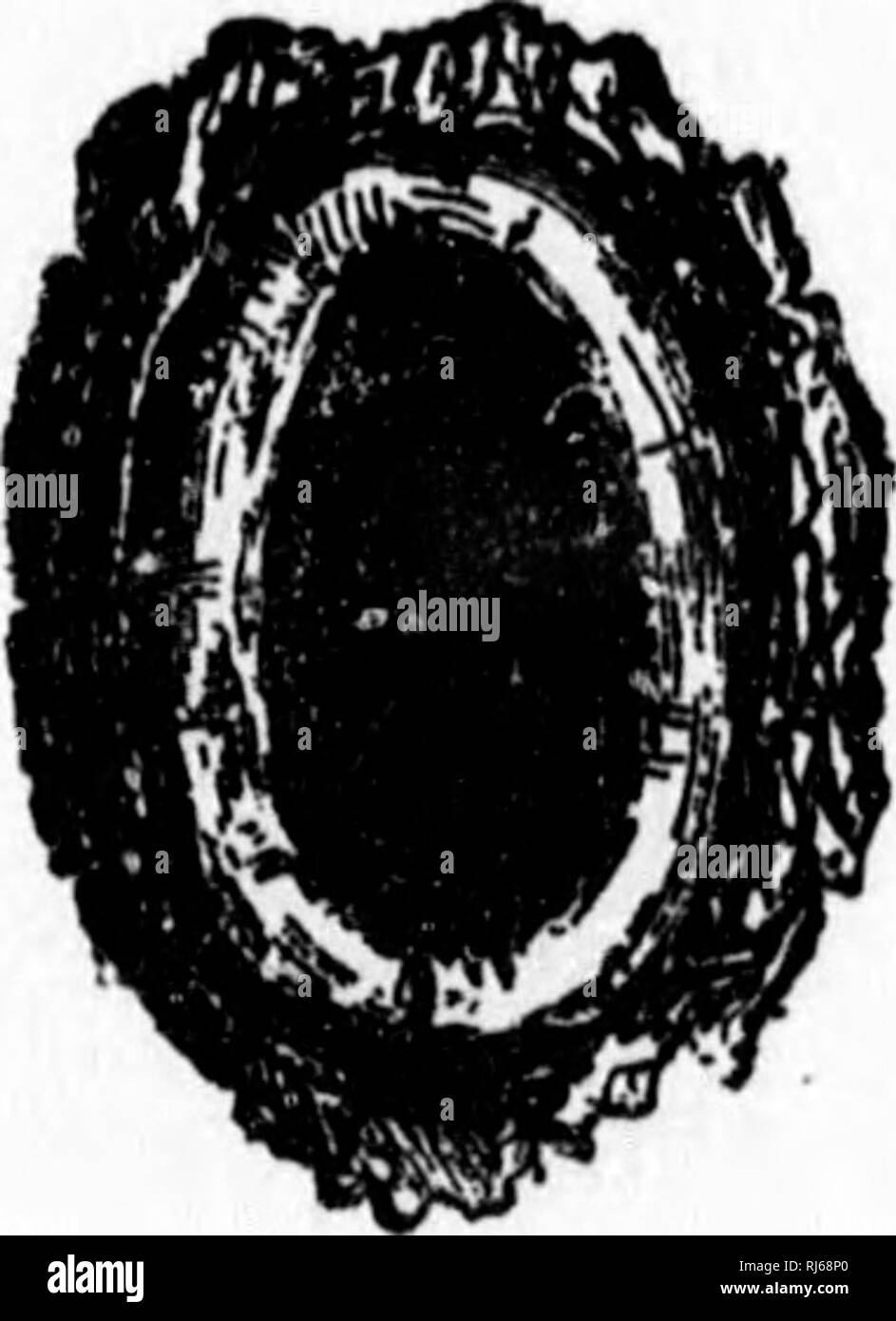 Pruning scar Black and White Stock Photos & Images - Alamy