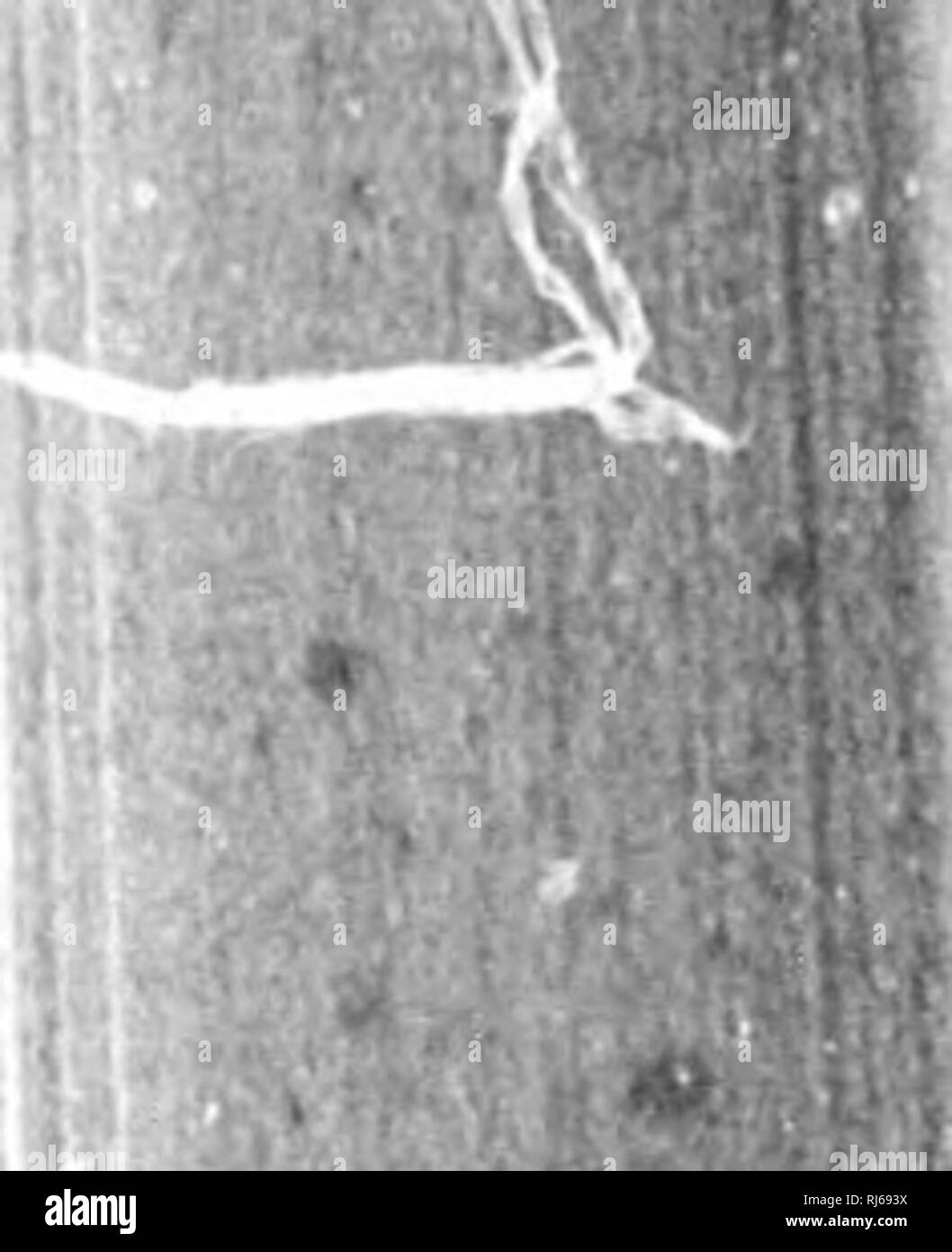 . The dawn of life [microform] : being the history of the oldest known ...