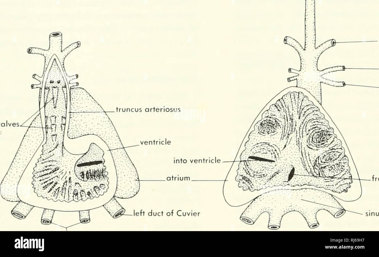 . Chordate morphology. Morphology (Animals); Chordata. afferent artery ...