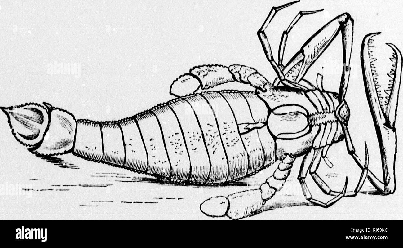 Devonian animals Black and White Stock Photos & Images - Alamy