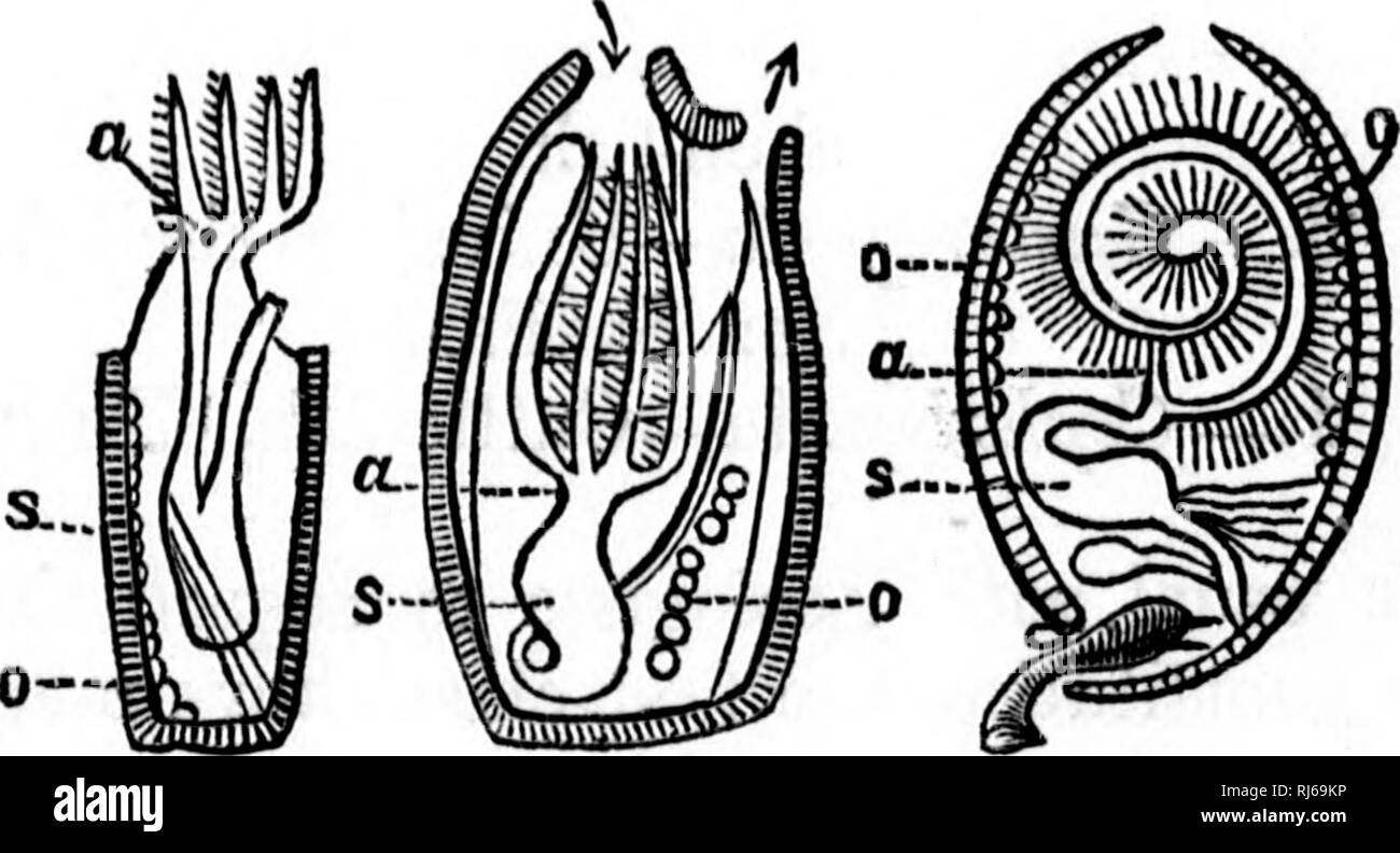 Fossil protozoa Black and White Stock Photos & Images - Alamy