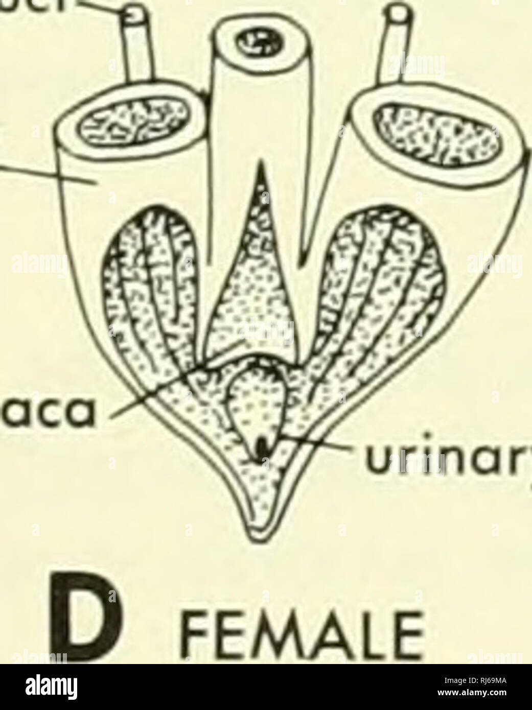 . Chordate morphology. Morphology (Animals); Chordata. - excretory part ...