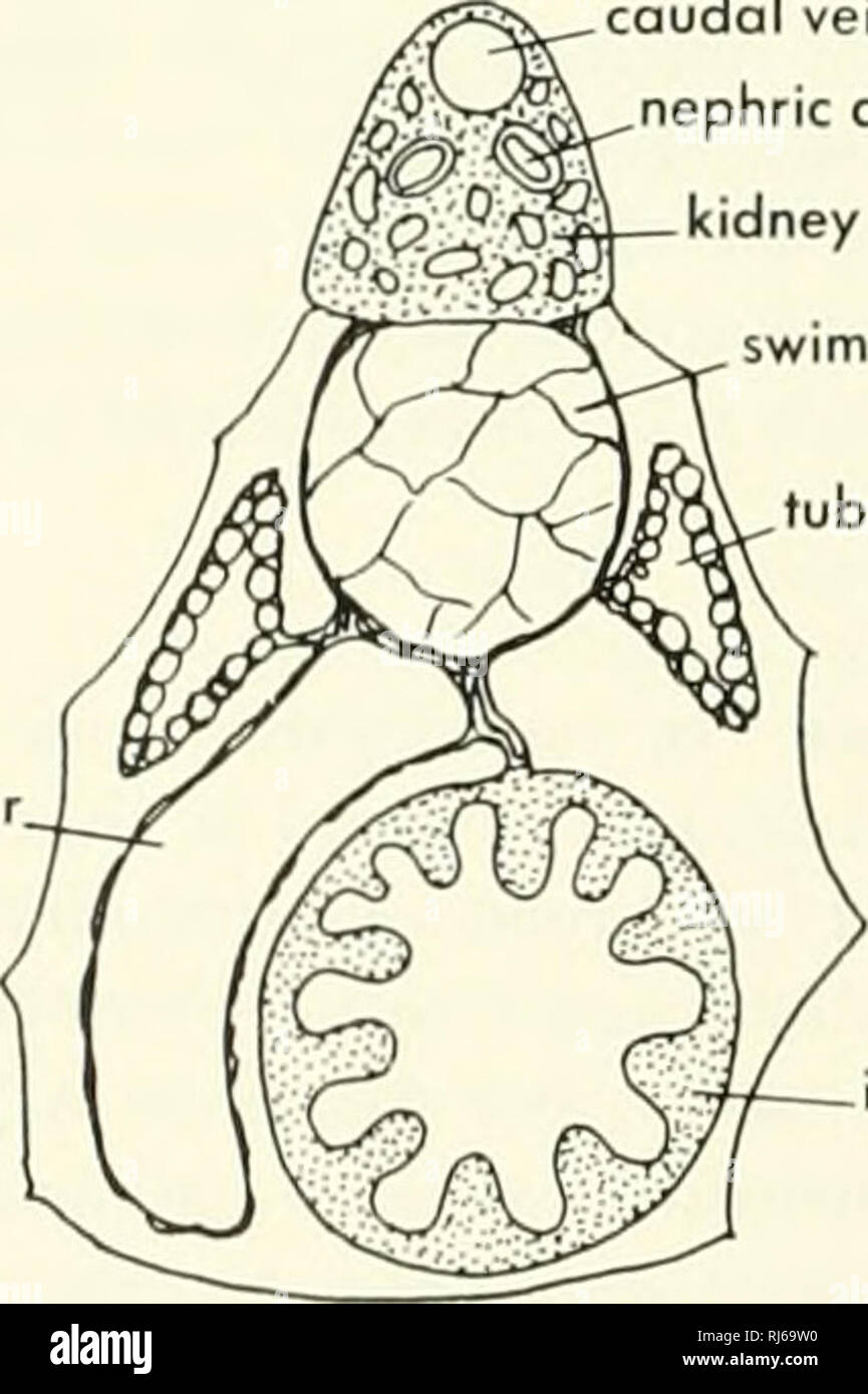 Male reproductive system side view hi-res stock photography and images ...