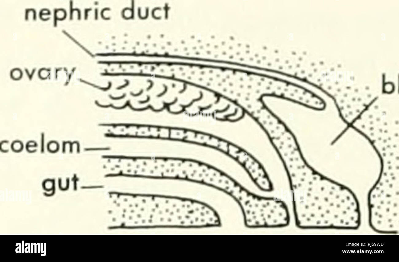 Male reproductive system side view hi-res stock photography and images ...