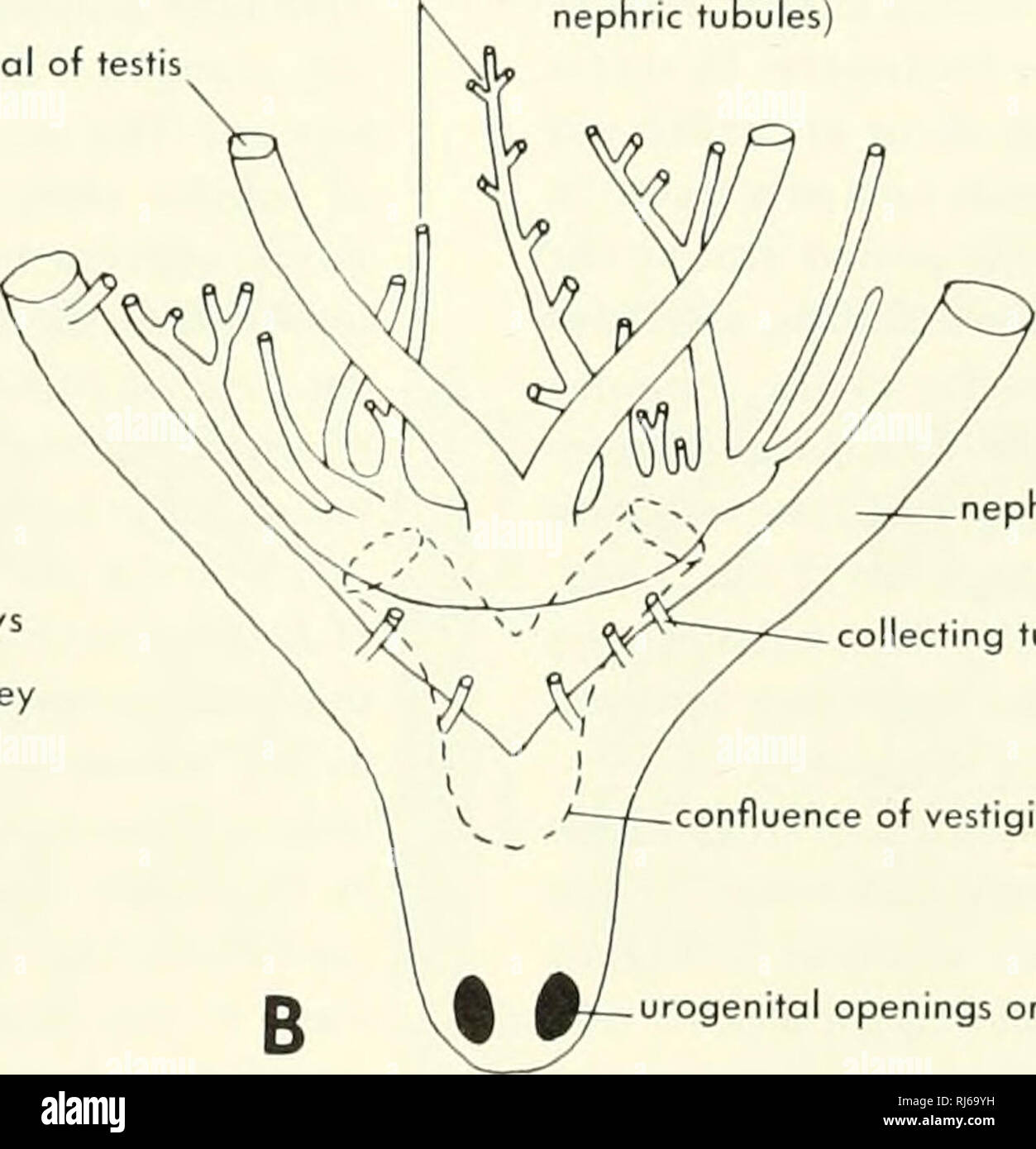 . Chordate morphology. Morphology (Animals); Chordata. nephric duct ''U ...