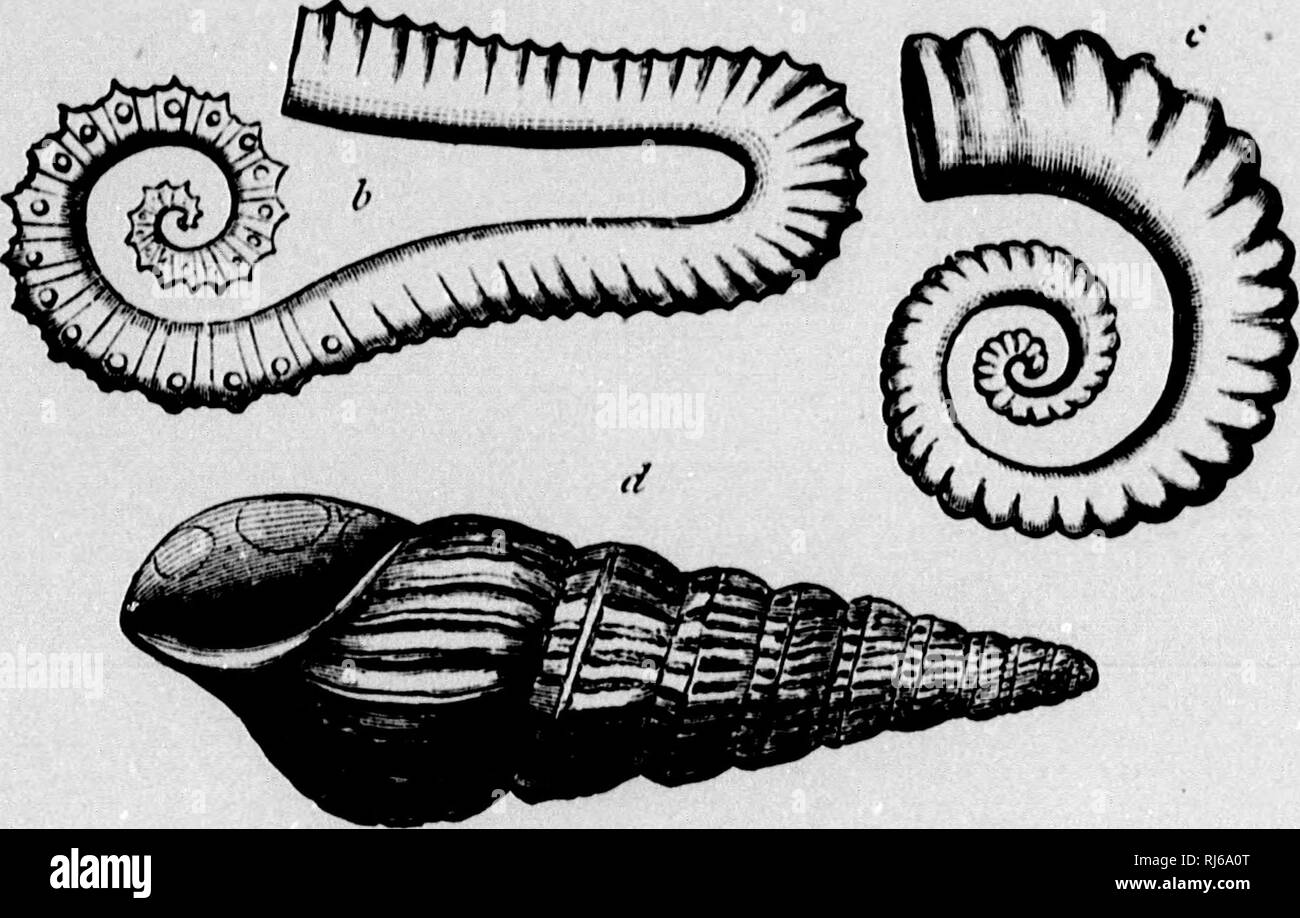 . The chain of life in geological time [microform] : a sketch of the ...