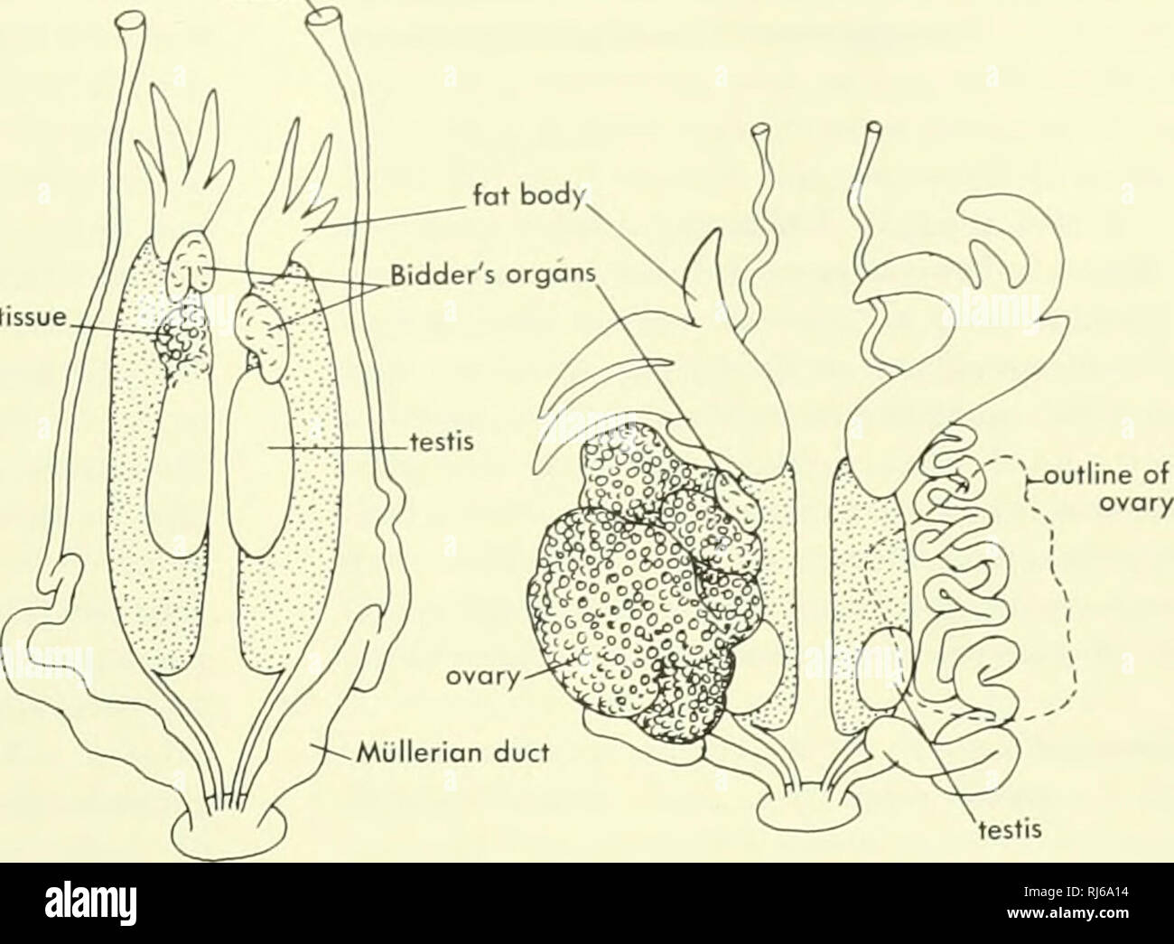 . Chordate morphology. Morphology (Animals); Chordata. fat body s organ ...