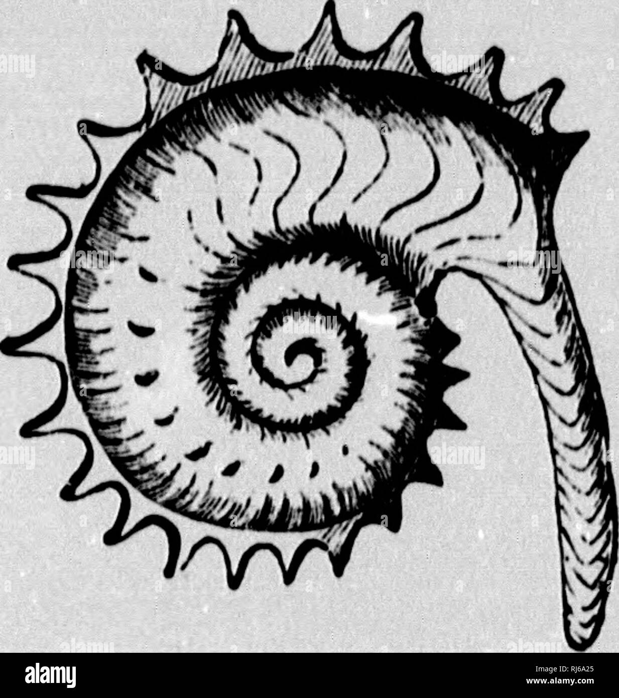 Mesozoic era Black and White Stock Photos & Images - Alamy