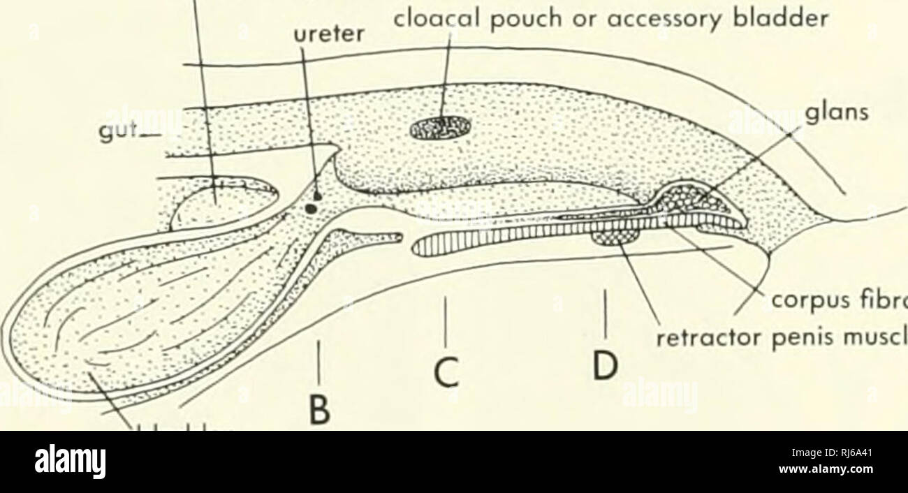 . Chordate morphology. Morphology (Animals); Chordata. canal of the ...