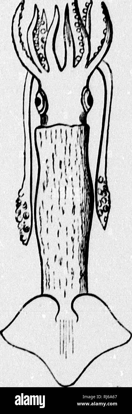 . The chain of life in geological time [microform] : a sketch of the ...