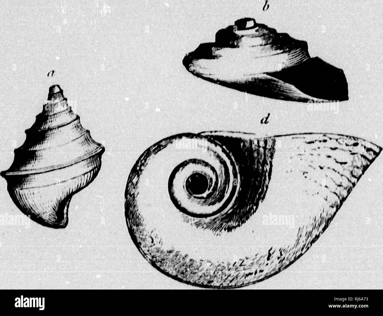 . The chain of life in geological time [microform] : a sketch of the ...