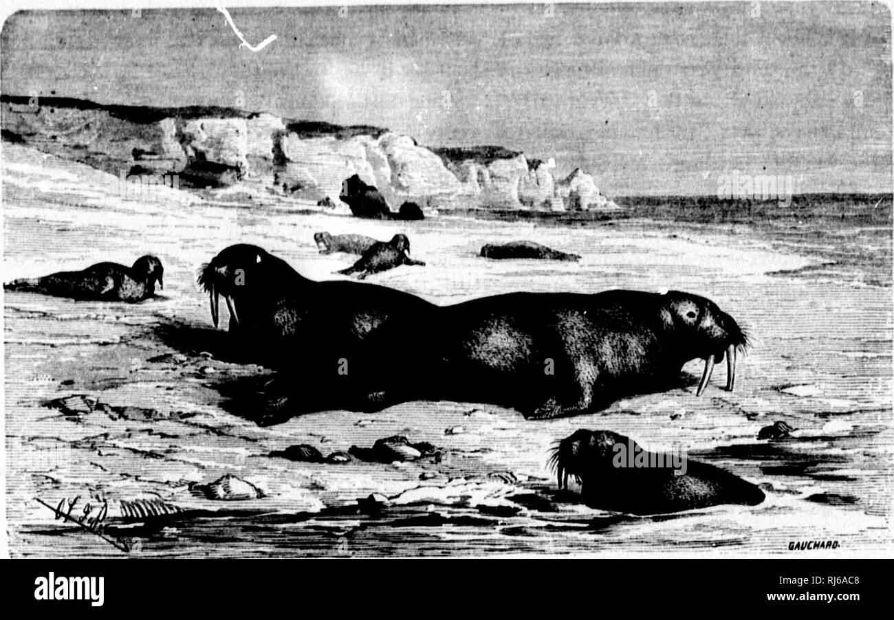 . The Arctic world: its plants, animals and natural phenomena ...