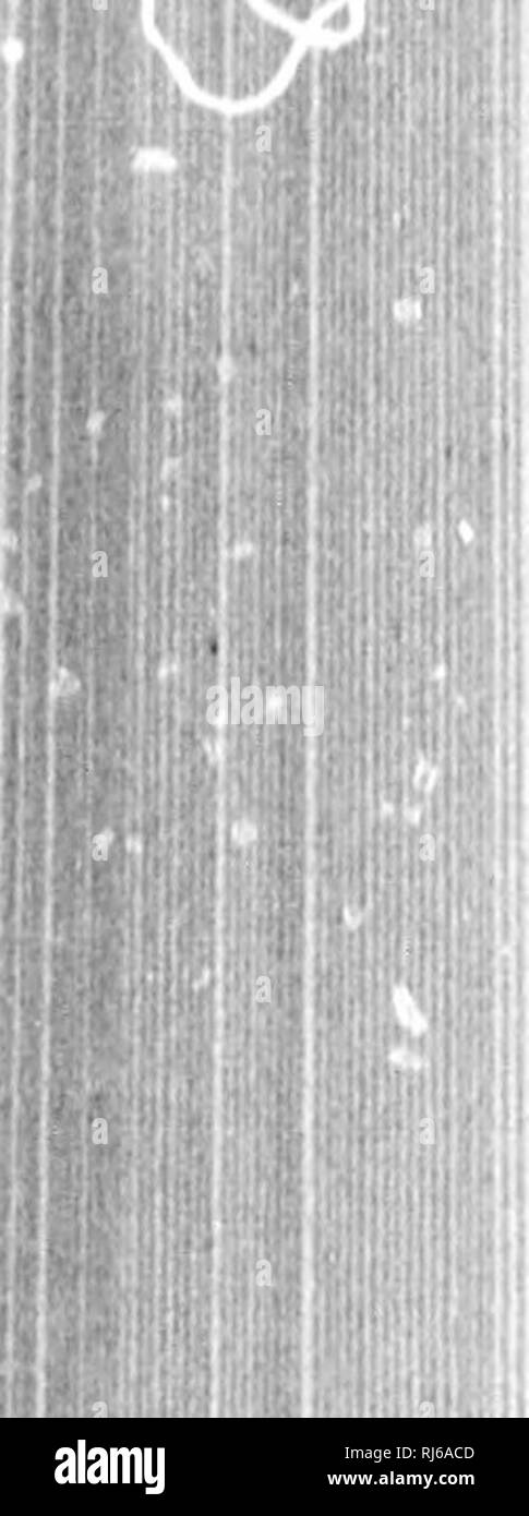 Fragile worm Black and White Stock Photos & Images - Alamy