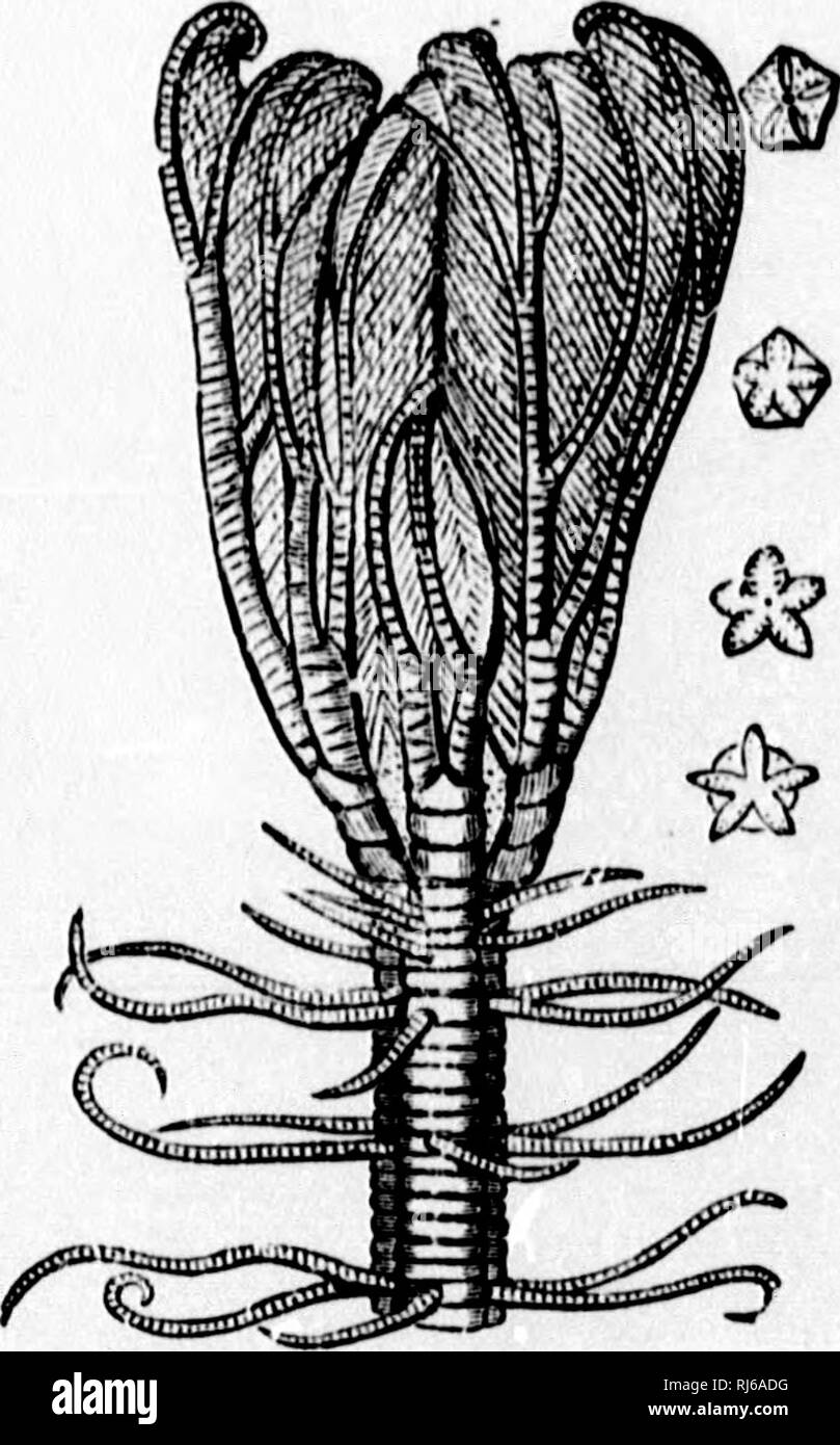 Pentacrinus hi-res stock photography and images - Alamy