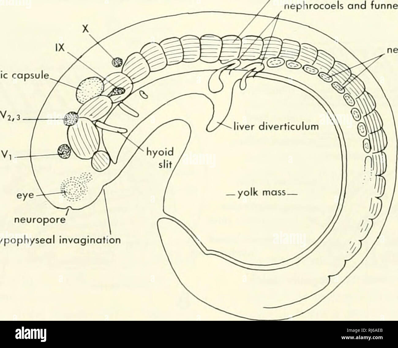 . Chordate morphology. Morphology (Animals); Chordata. As seen in ...
