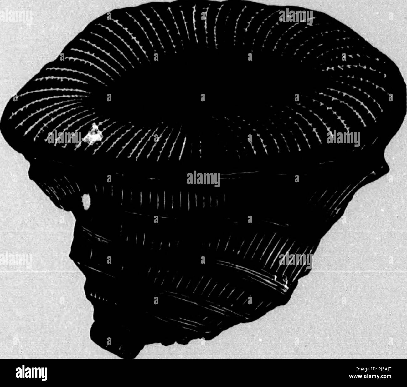 Rugose coral hi-res stock photography and images - Alamy