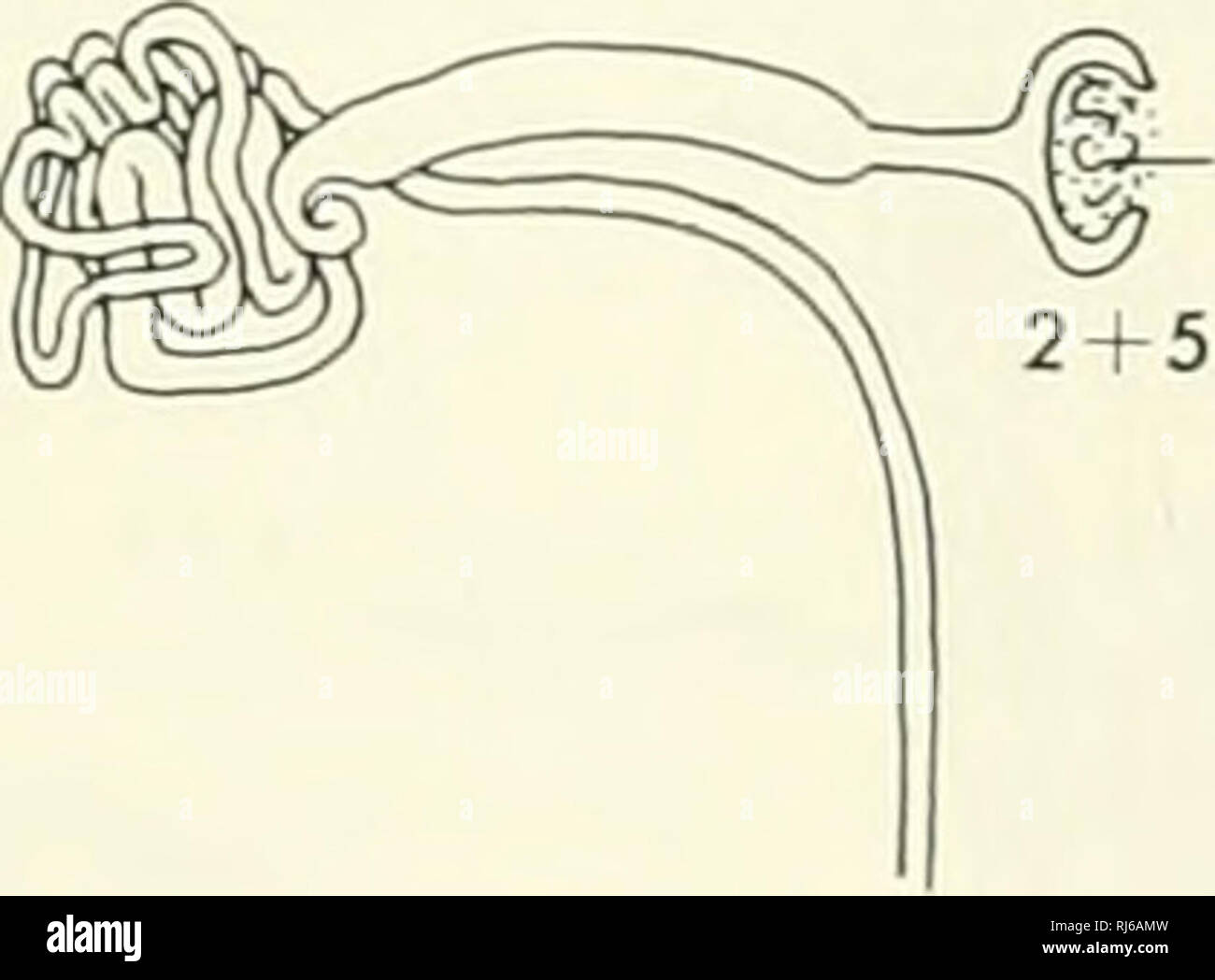 . Chordate morphology. Morphology (Animals); Chordata. rudimentary ...
