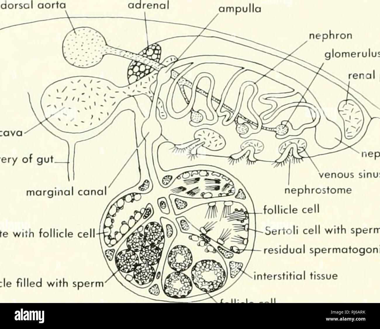. Chordate morphology. Morphology (Animals); Chordata. dorsal aorta ...