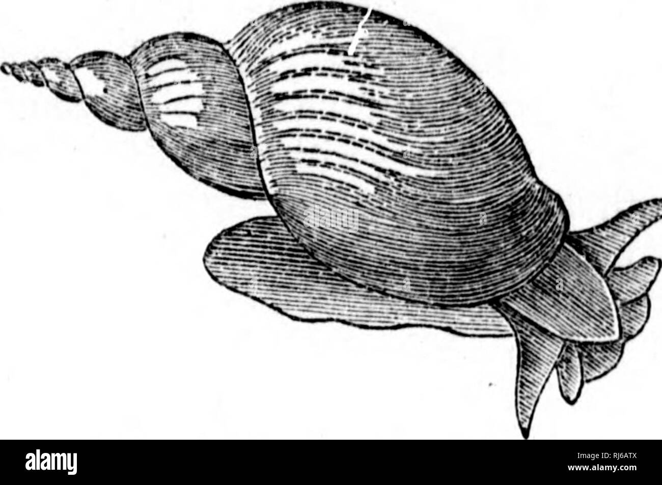 Symmetrical shell Black and White Stock Photos & Images - Alamy