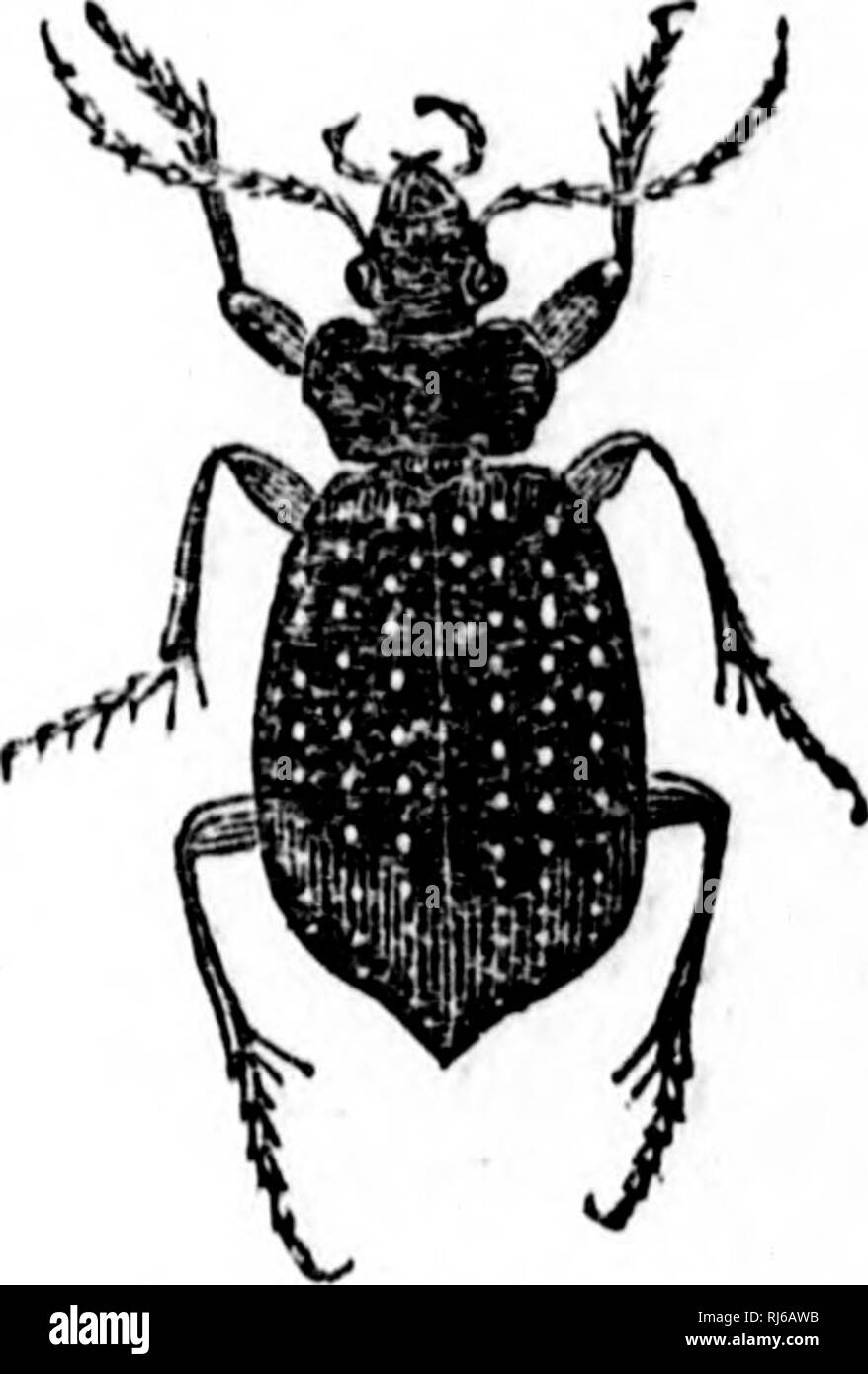 invertebrates examples drawing