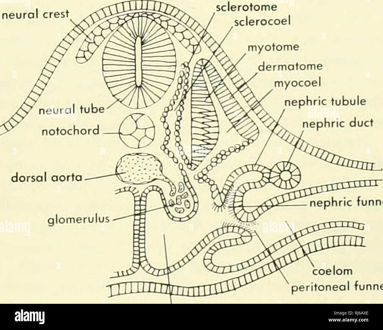 . Chordate morphology. Morphology (Animals); Chordata. somatopleure ...