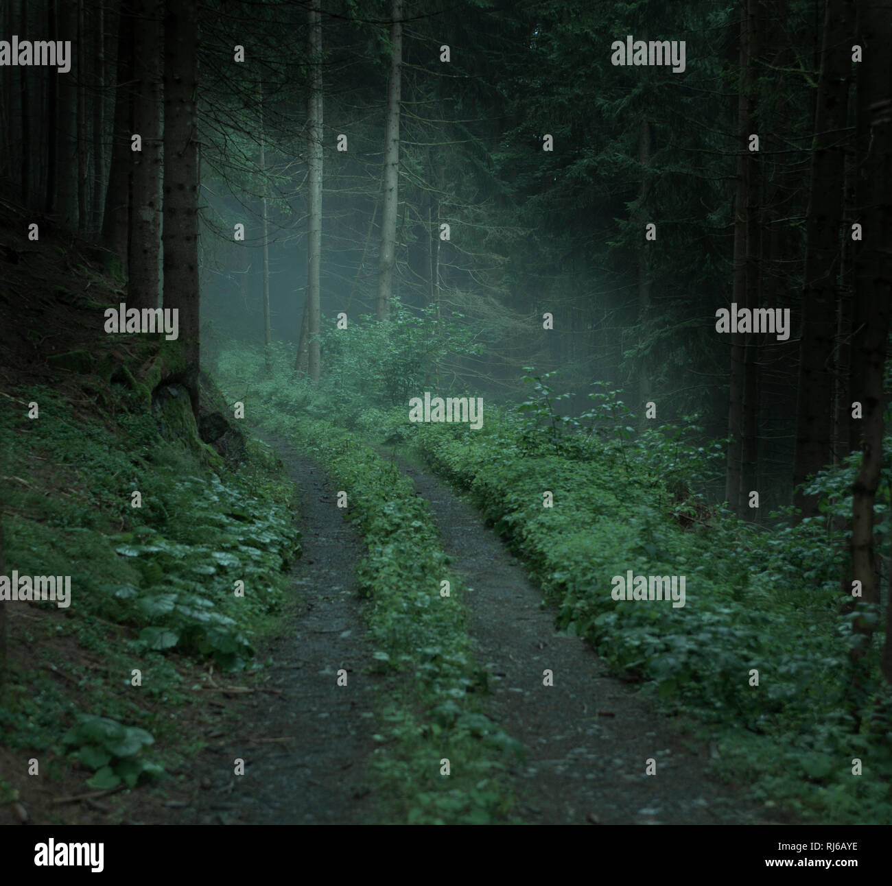 Unheimlicher wald hi-res stock photography and images - Alamy