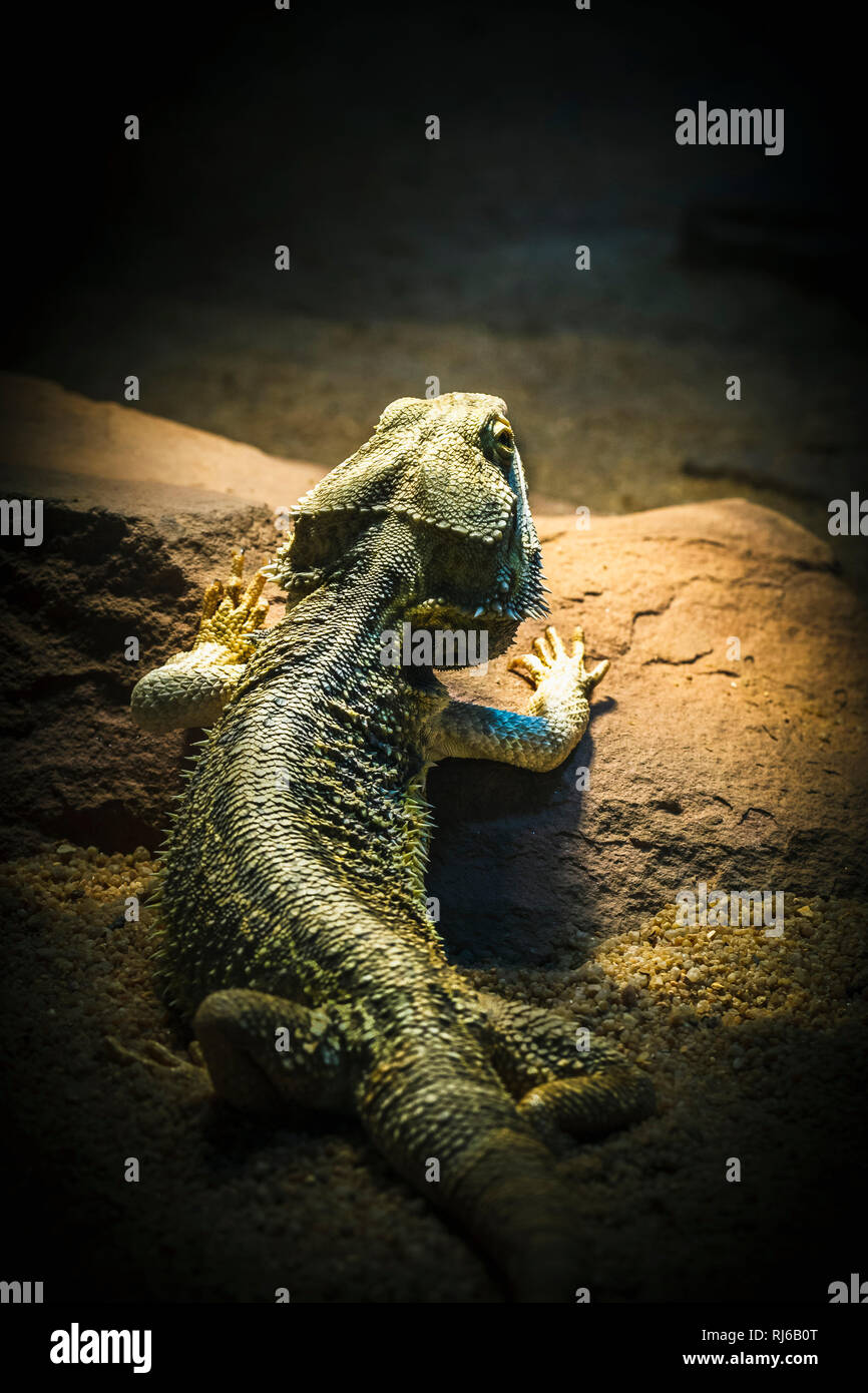 Agame hi-res stock photography and images - Alamy