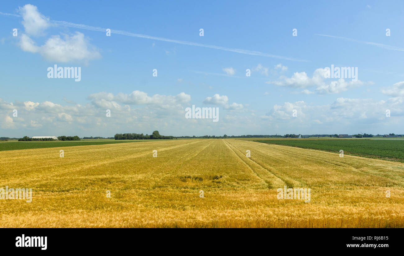 Weizenfeld ernte hi-res stock photography and images - Alamy
