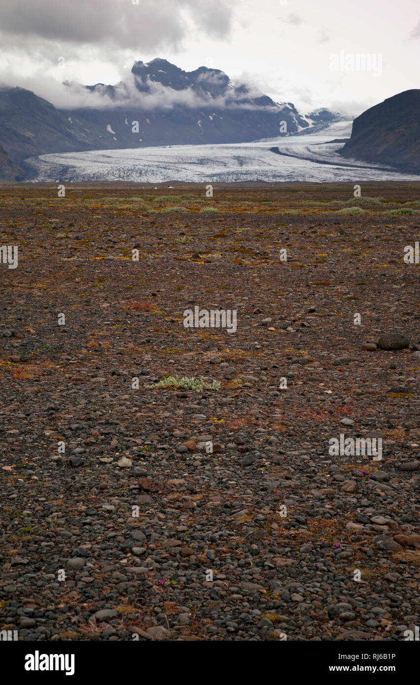 Gletscherzunge, Berg, Feld, Island, Landschaft Stock Photo - Alamy