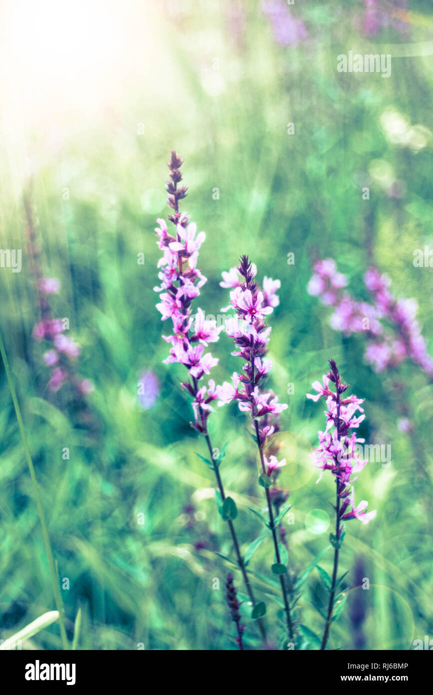 Blumenwiese wiese hi-res stock photography and images - Alamy