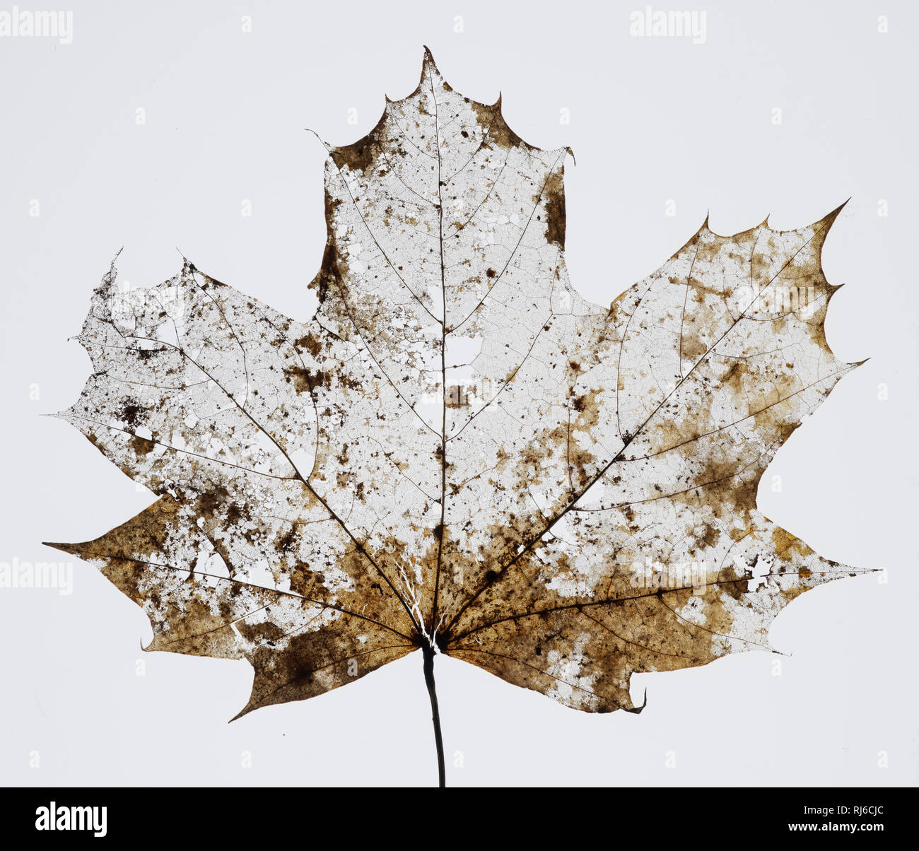 Ahornblatt hi-res stock photography and images - Alamy