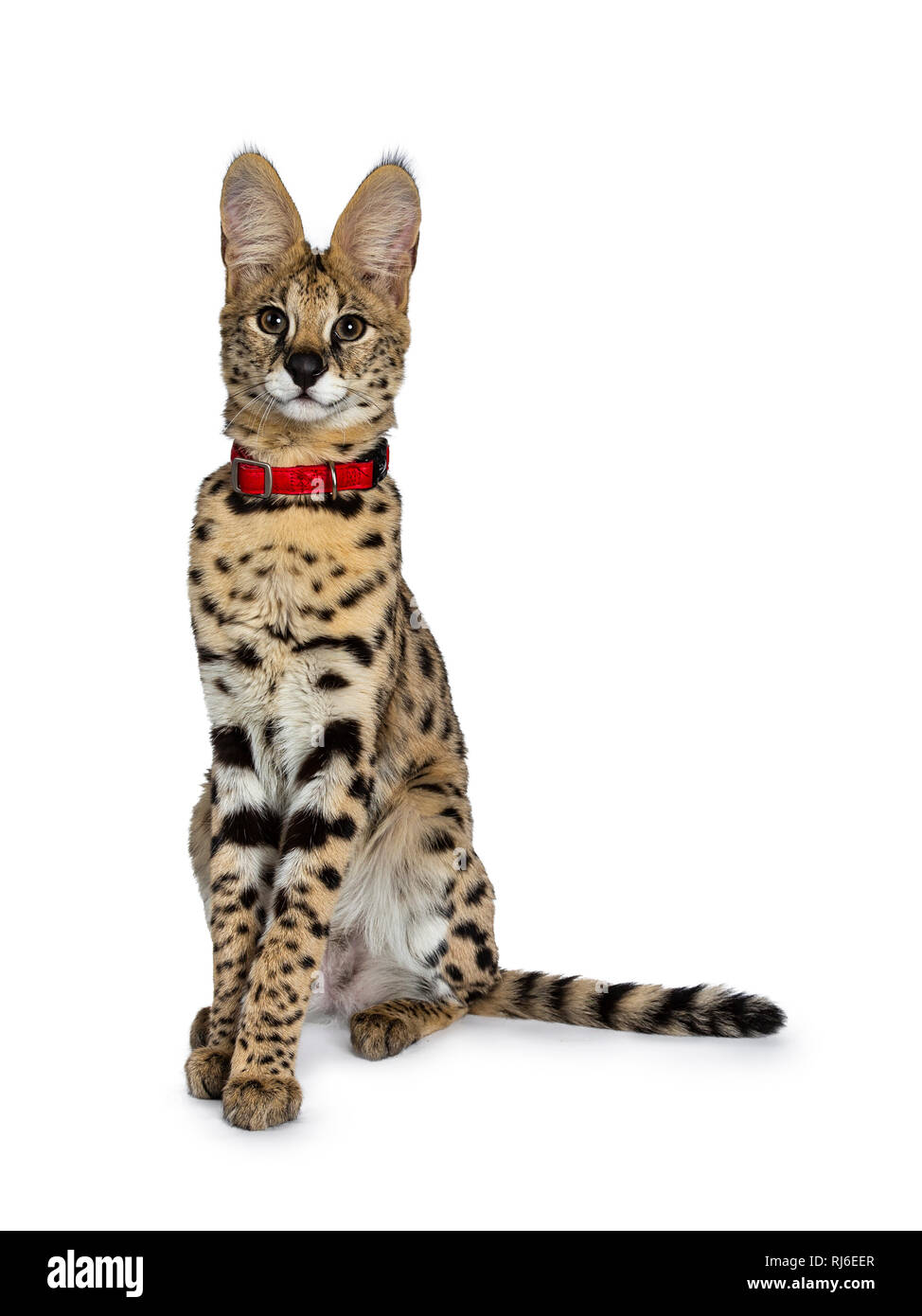 Young Serval cat kitten sitting straight up wearing red collar, looking ...