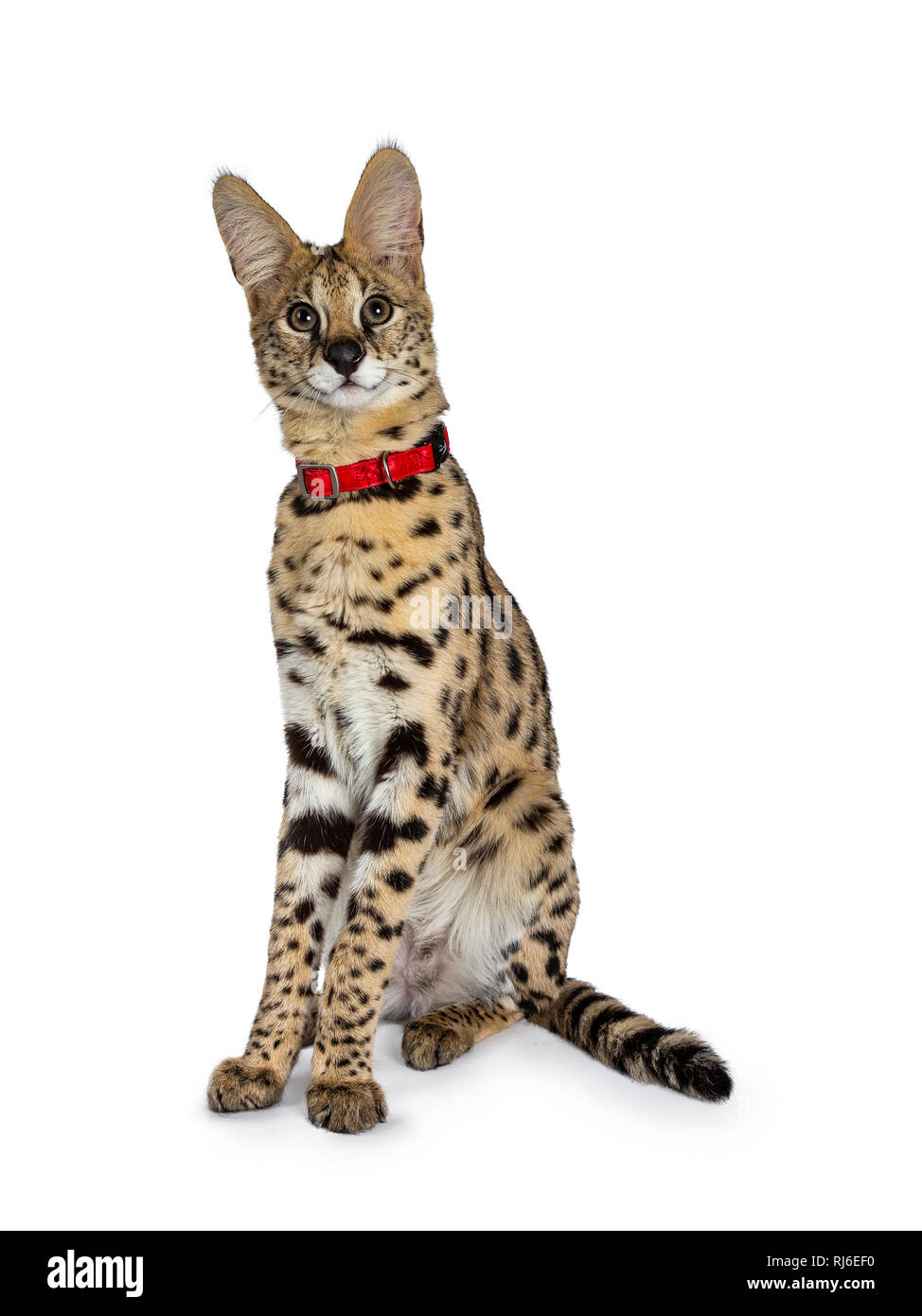 White Serval Kittens