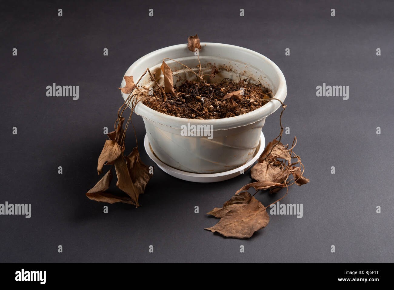 faded plant on a dark background Stock Photo - Alamy