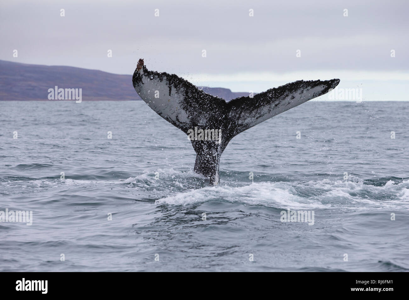 Humpback whale fluke hi-res stock photography and images - Alamy