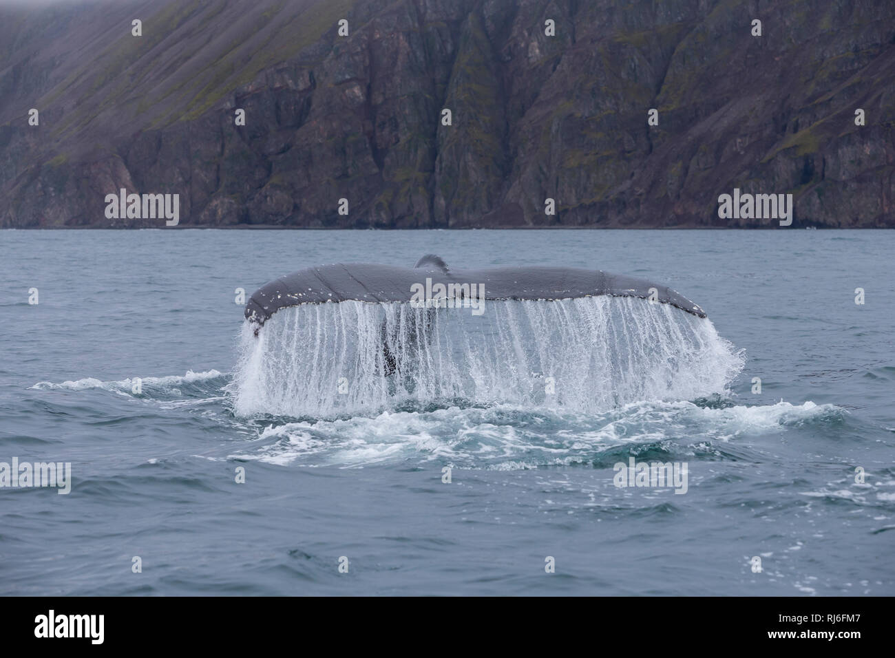 Buckelwal, Fluke, Buckel-Wal, Wal, Wale, Megaptera novaeangliae ...