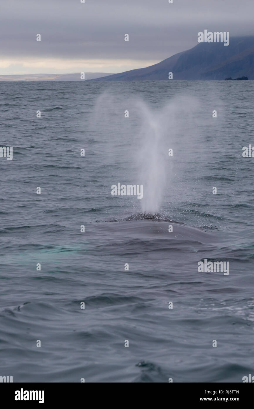 Humpback whale blow hi-res stock photography and images - Alamy