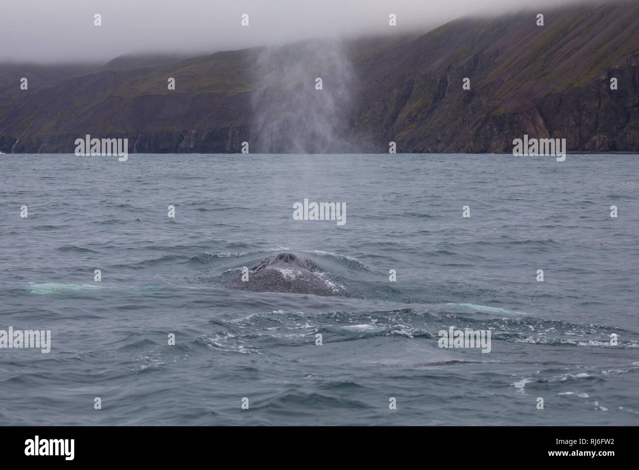 Buckelwal, Blas, Buckel-Wal, Wal, Wale, Megaptera novaeangliae ...