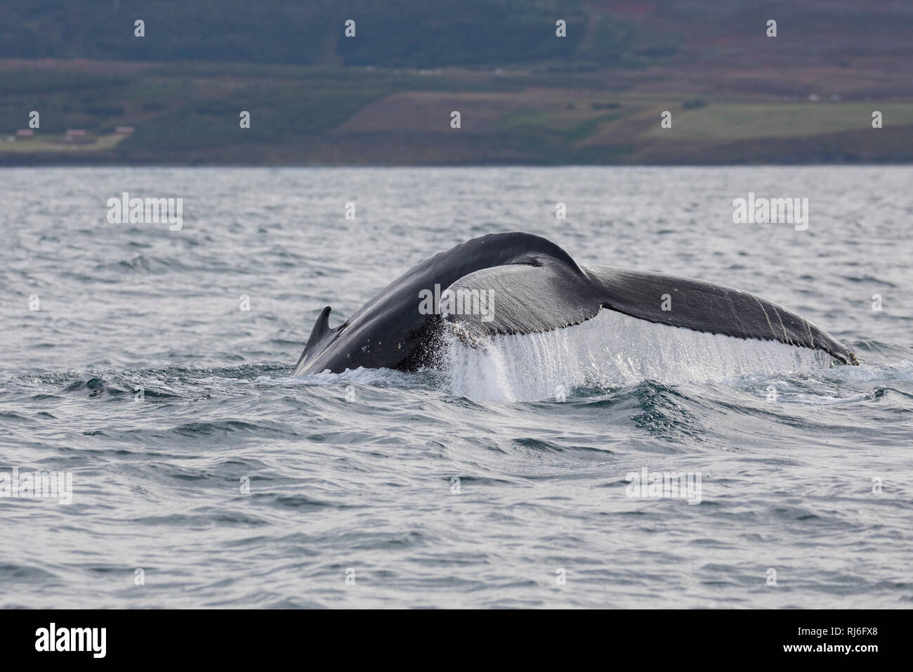 Buckelwal, Fluke, Buckel-Wal, Wal, Wale, Megaptera novaeangliae ...