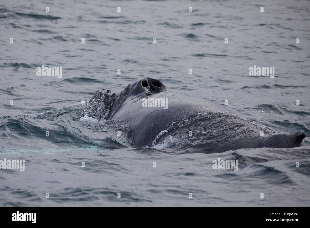 Buckelwal, Buckel-Wal, Wal, Wale, Megaptera novaeangliae, humpback ...