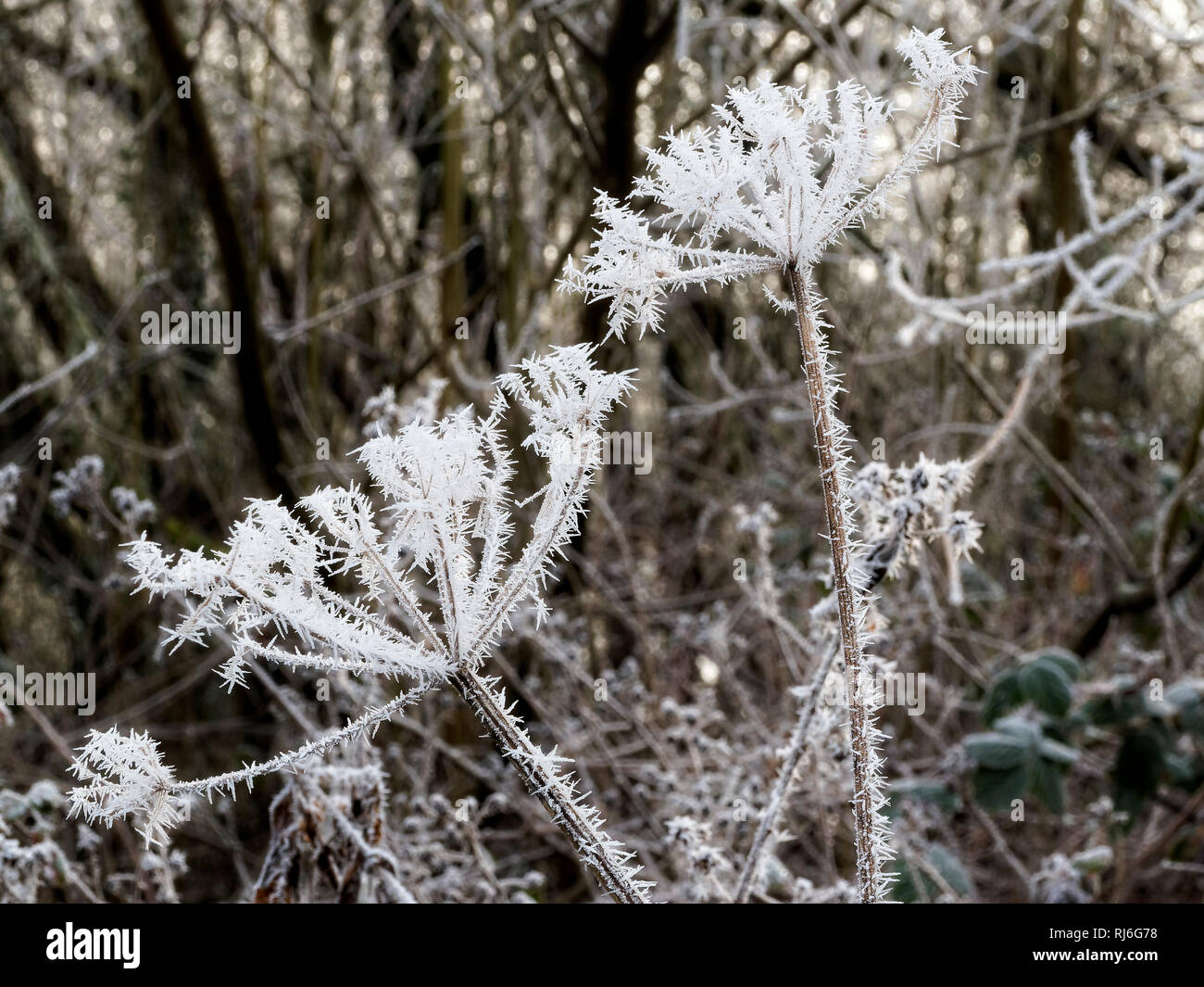 Bestwood country park hi-res stock photography and images - Alamy