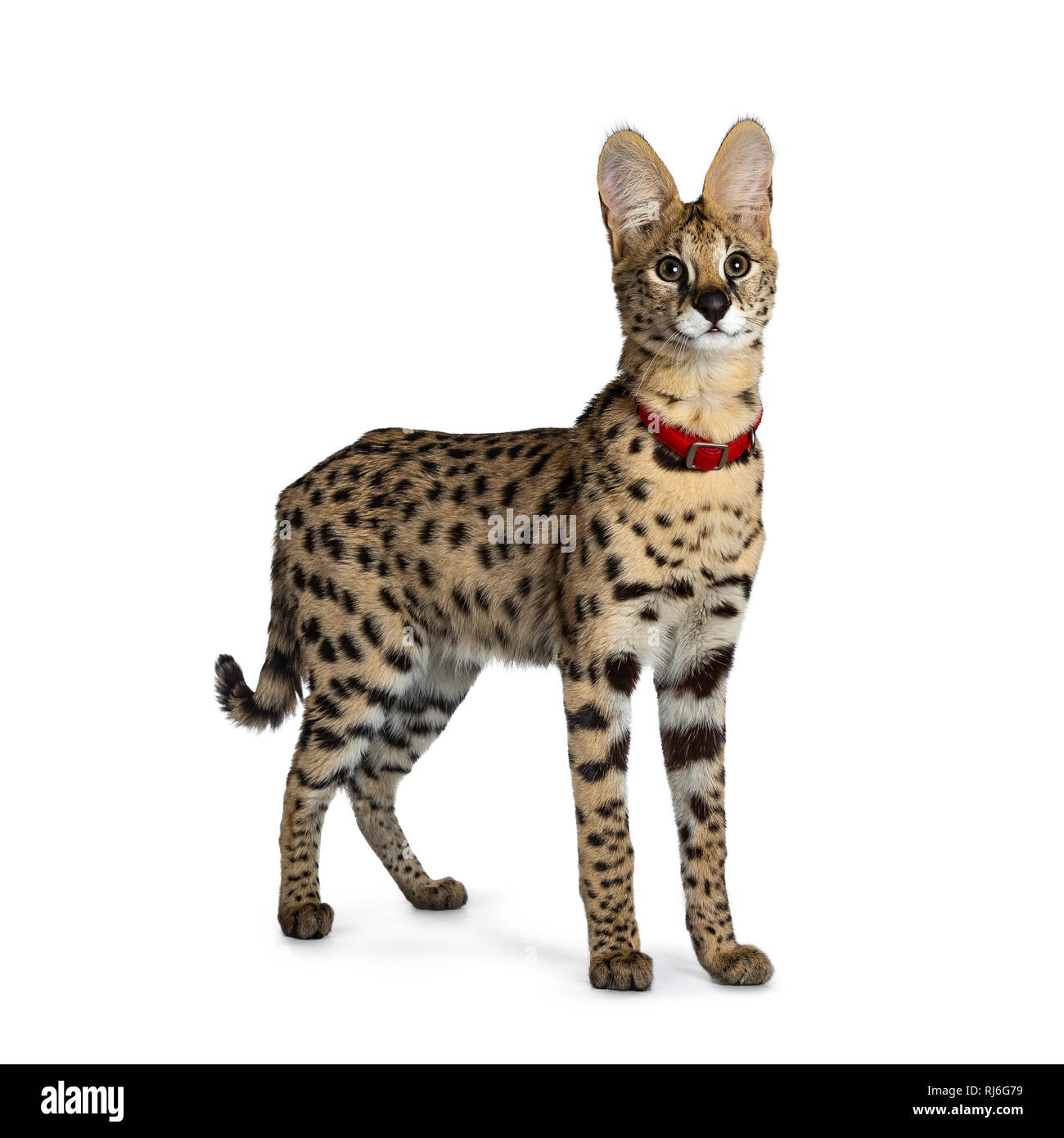 Young Serval cat kitten standing side ways wearing red collar, looking ...