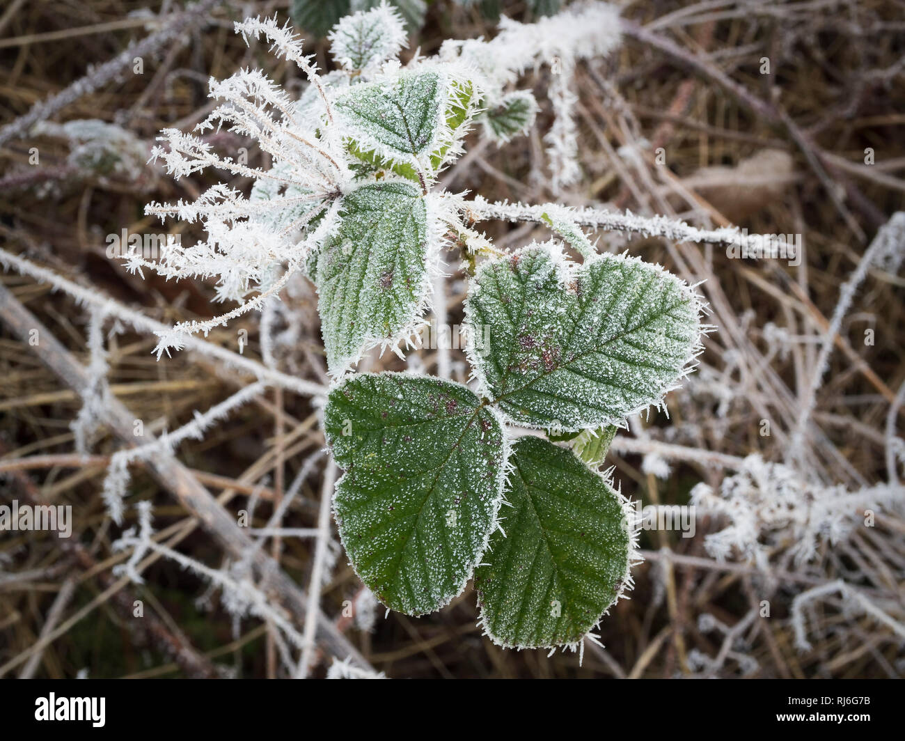 Wild parsley hi-res stock photography and images - Alamy