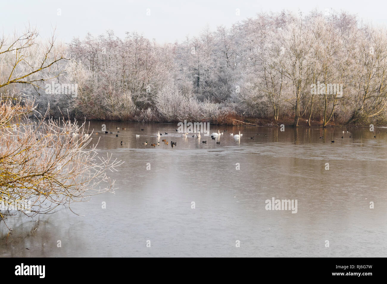 Mallards in lake winter hi-res stock photography and images - Alamy
