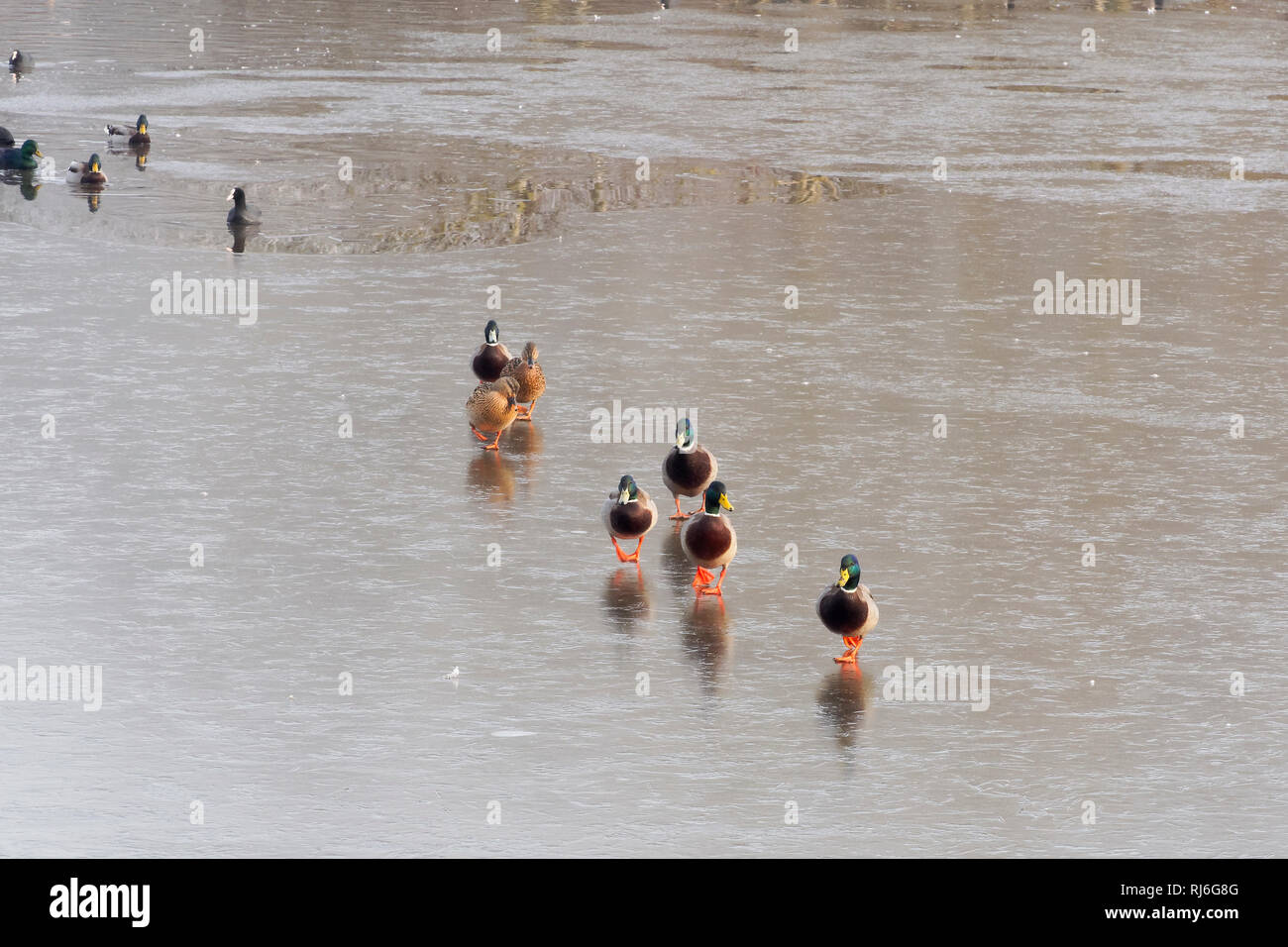 Small group of male and female Mallard ducks walking in a line on a ...