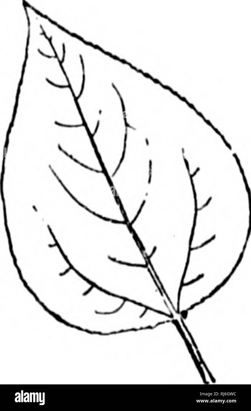 Kidney shaped leaf Black and White Stock Photos & Images - Alamy