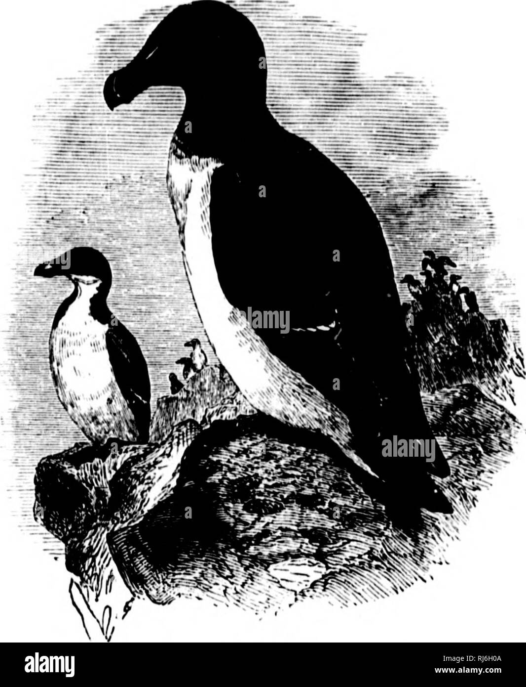 Kliki hi-res stock photography and images - Alamy