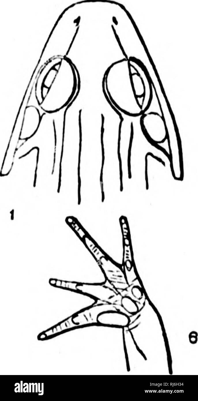 Dorsolateral ridges hi-res stock photography and images - Alamy