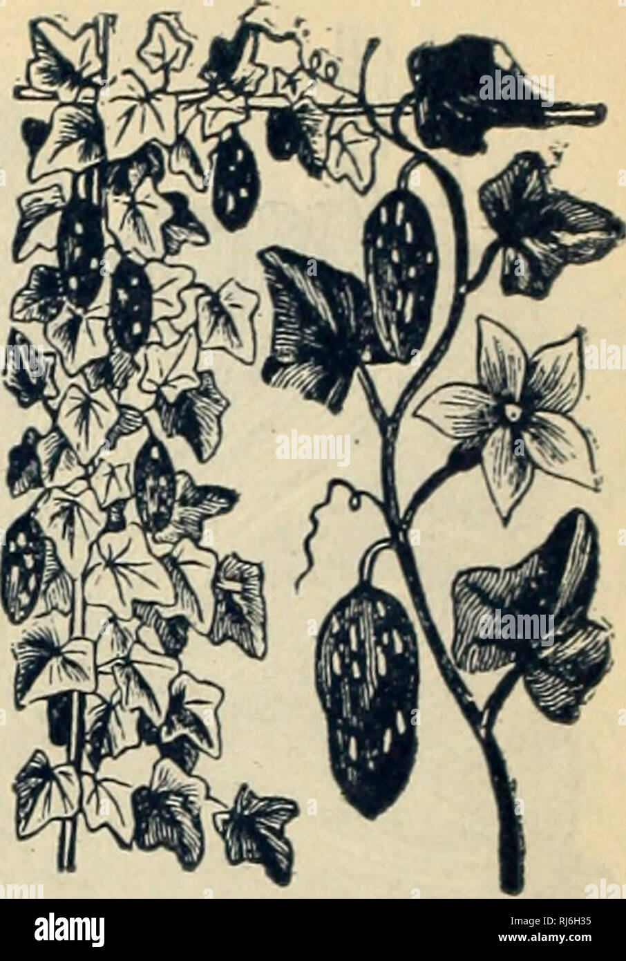 New giant early flowering cosmos hi-res stock photography and images ...